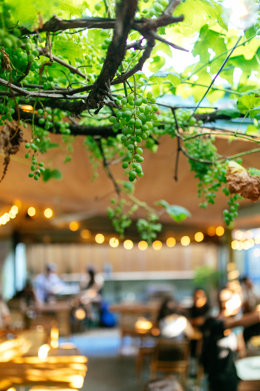 Private Bookings – Paradise Grapevine